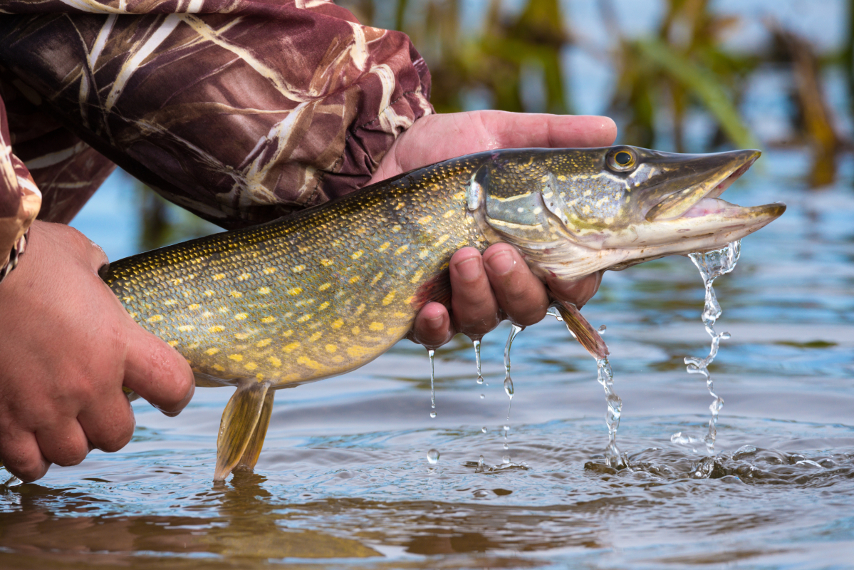 Rybářský průvodce - červen | fishmaster.cz