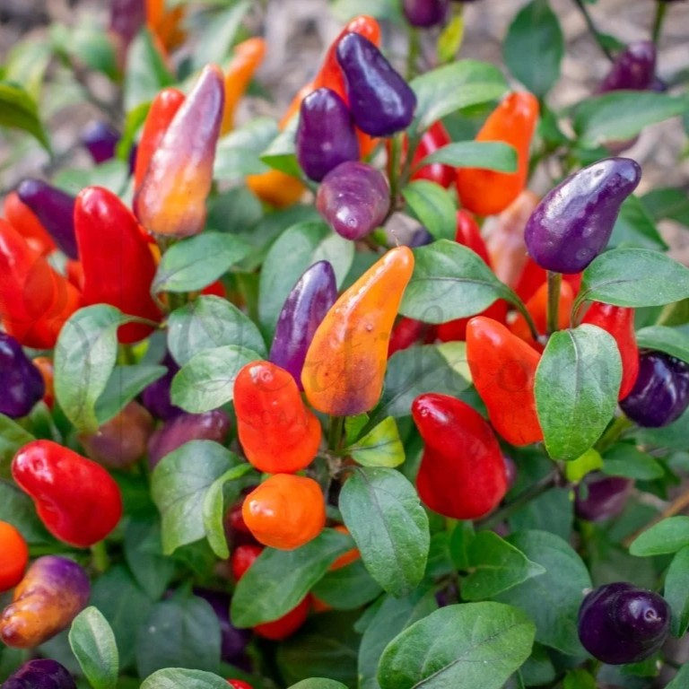 Aurora - chilli semínka | Real Chilli. Real Heat.