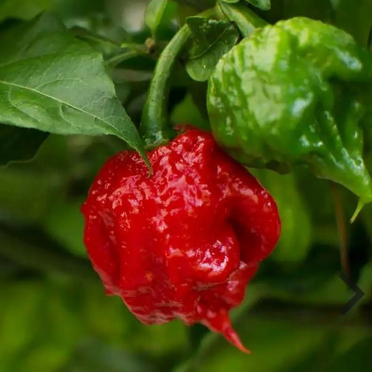 Carolina Reaper Red F1 - chili seeds | Real Chilli. Real Heat.
