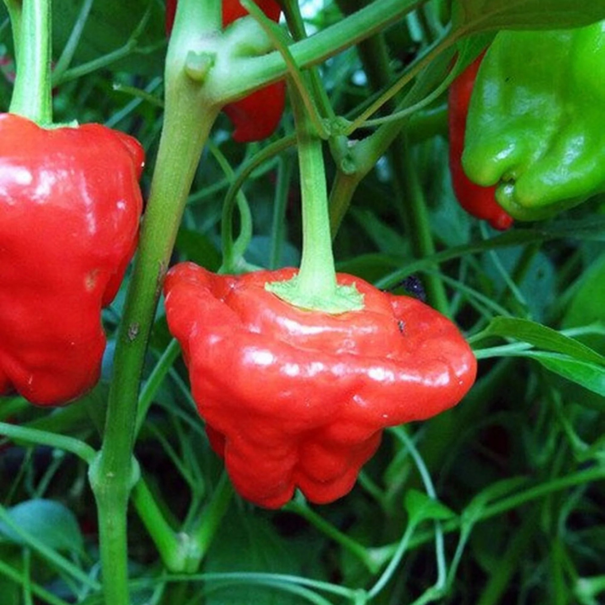 Jamaican Hot Red - semínka chilli | Real Chilli. Real Heat.