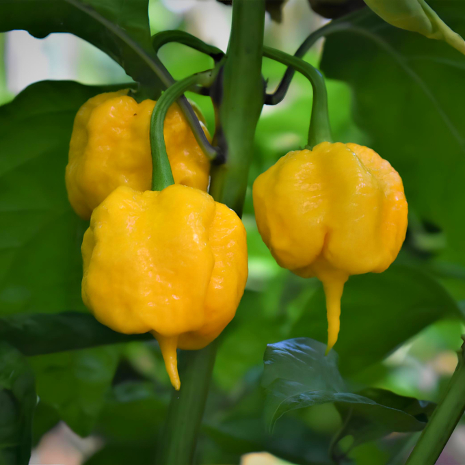 Carolina Reaper Yellow F1 - chilli seeds | Real Chilli. Real Heat.