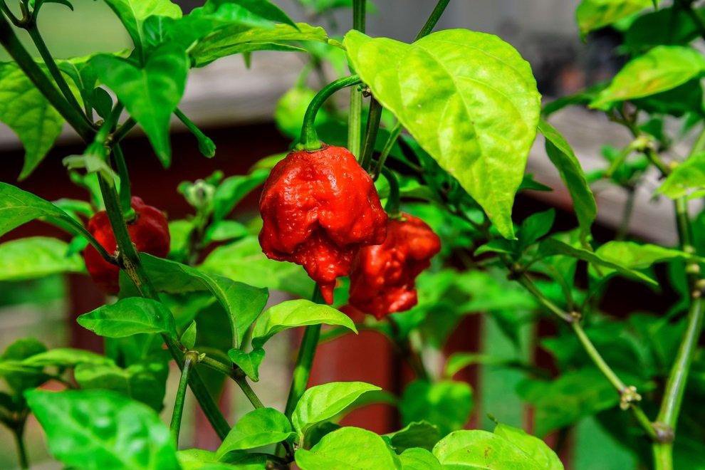 Carolina Reaper: Nejpálivější paprička na světě | Real Chilli. Real Heat.