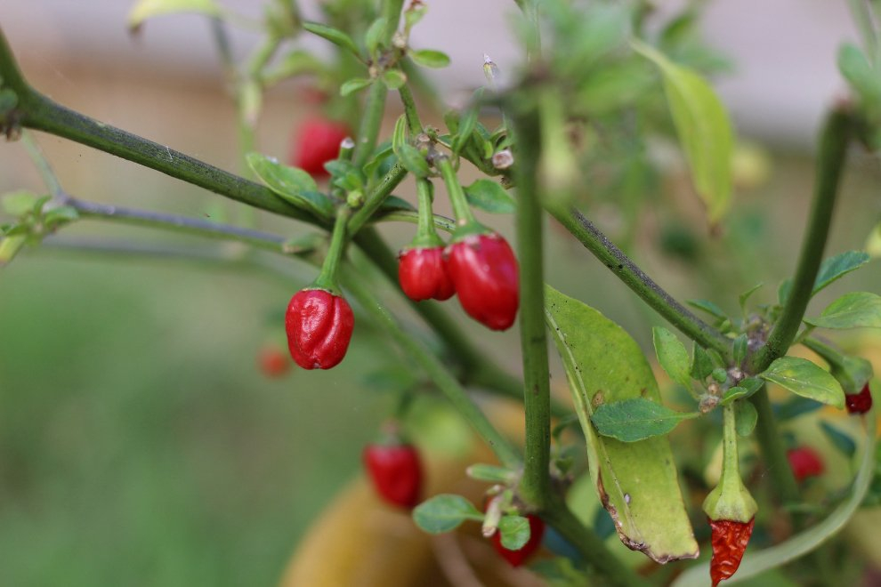Eine kurze Geschichte des Chilis | Real Chilli. Real Heat.