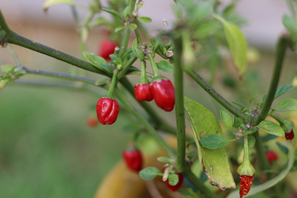 A brief history of chilli | Real Chilli. Real Heat.